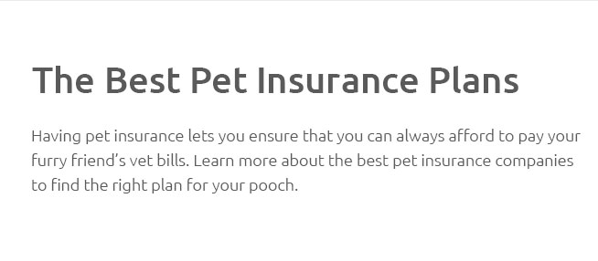 Pet Insurance with Dental Coverage: Compare Your Options